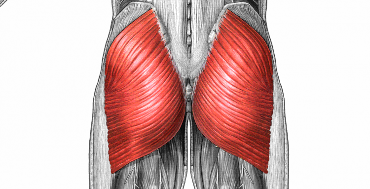 GRANDE GLUTEO: ANATOMIA E FUNZIONE